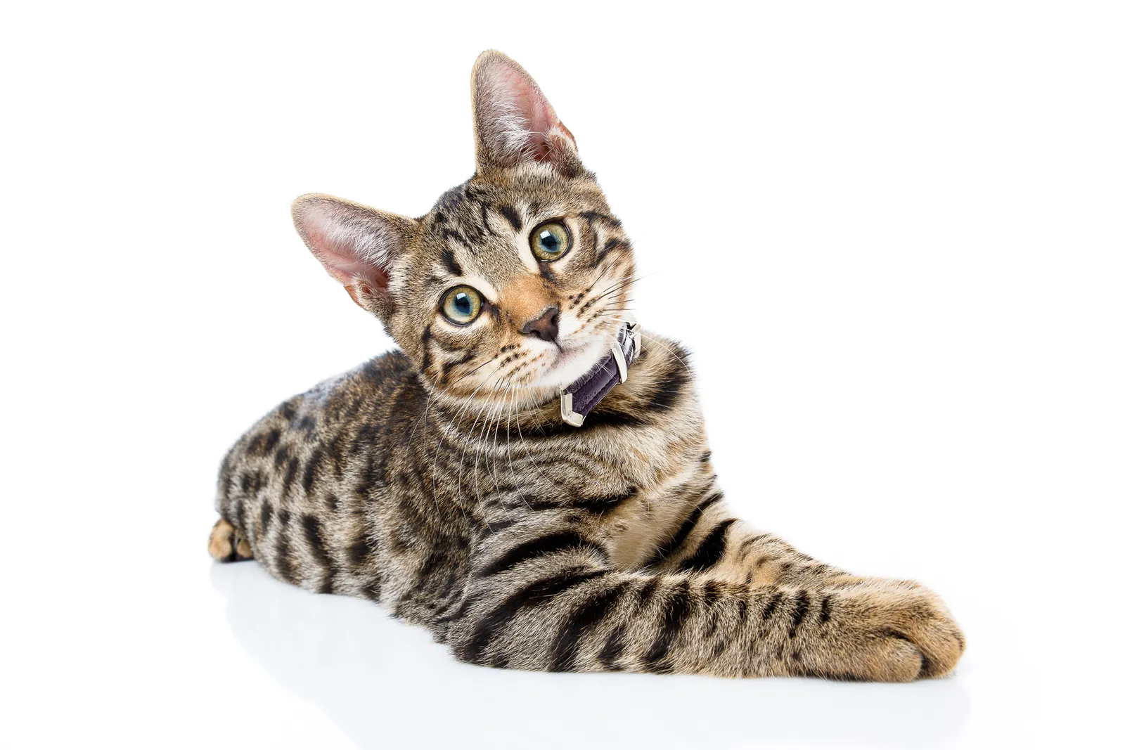 THIS IS OUR NATIONAL ANIMAL | Fandom