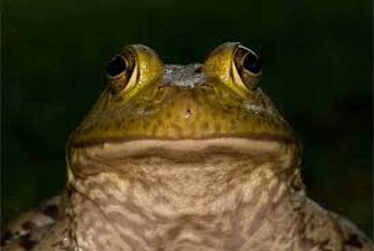 Daily Frog And Chat #25 | Fandom