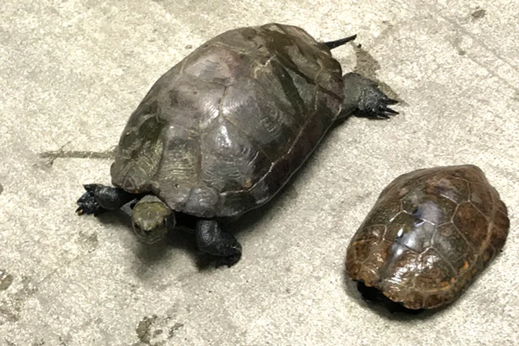 Explanation about the animals that appear in Wonderful Pretty Cure ...