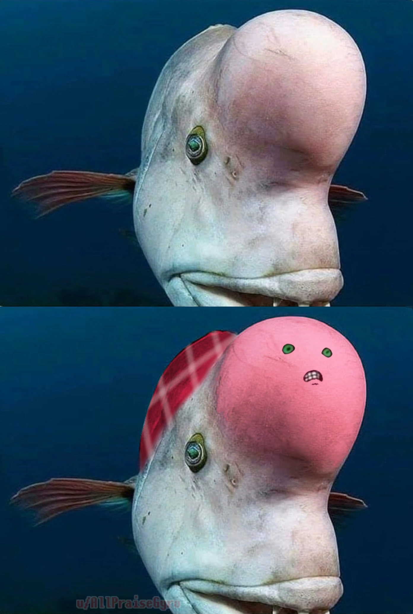 It’s the King Crimson fish | Fandom