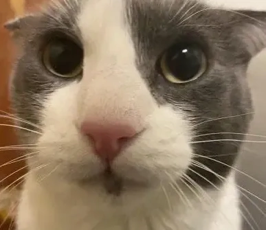 silly cat png | Fandom