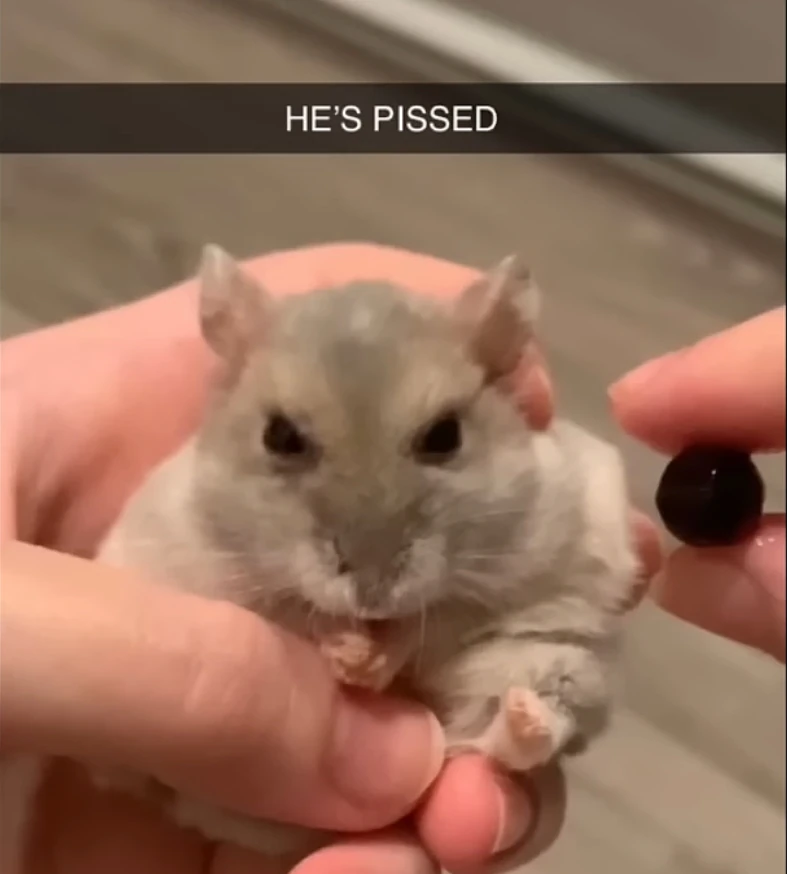 confetti bullets :33 (oc) | Fandom