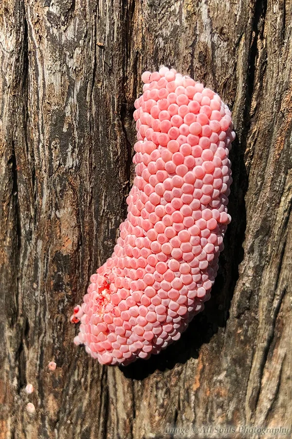 pink E G G S | Fandom