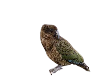 Discuss Everything About Dinopedia | Fandom