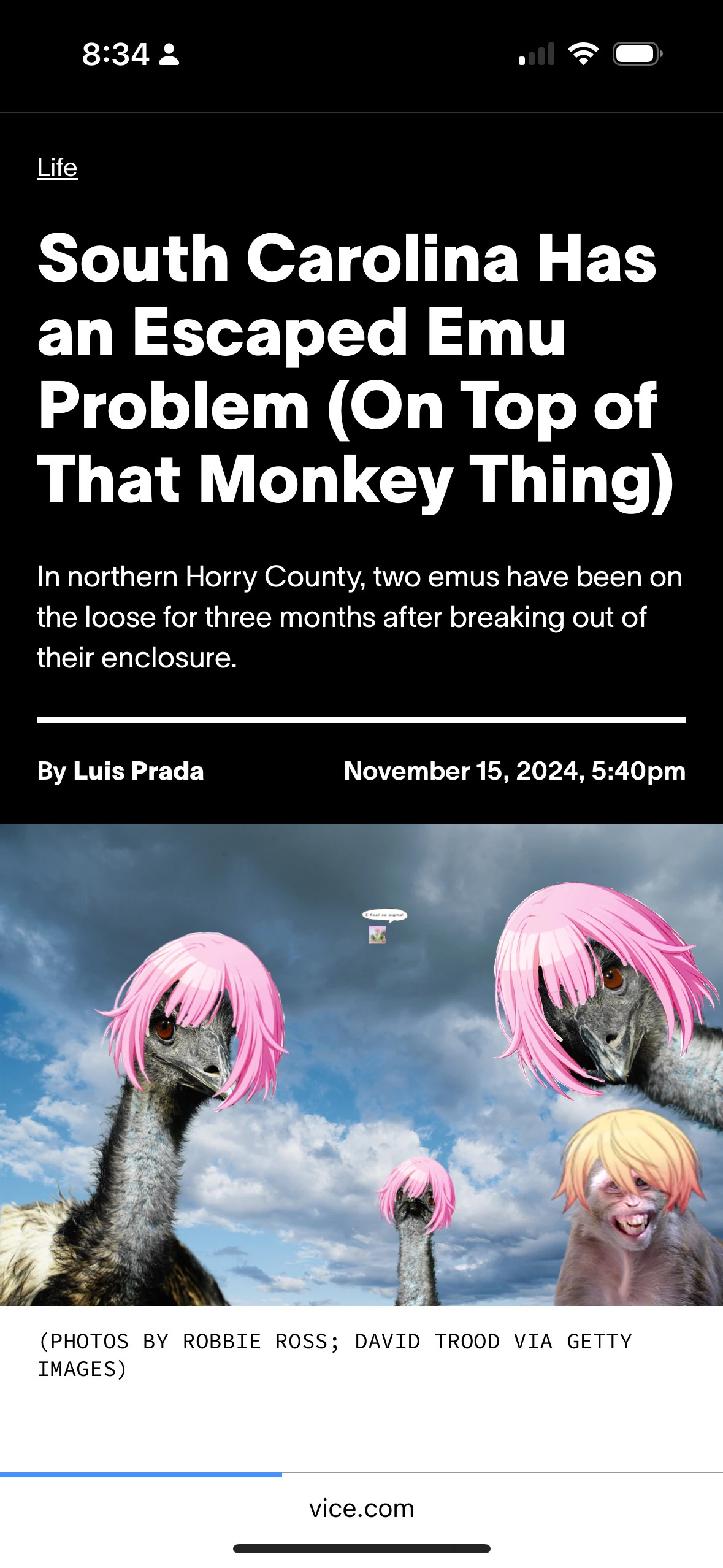 Breaking News: Emus escaped on top of a monkey thing, out on a loose ...