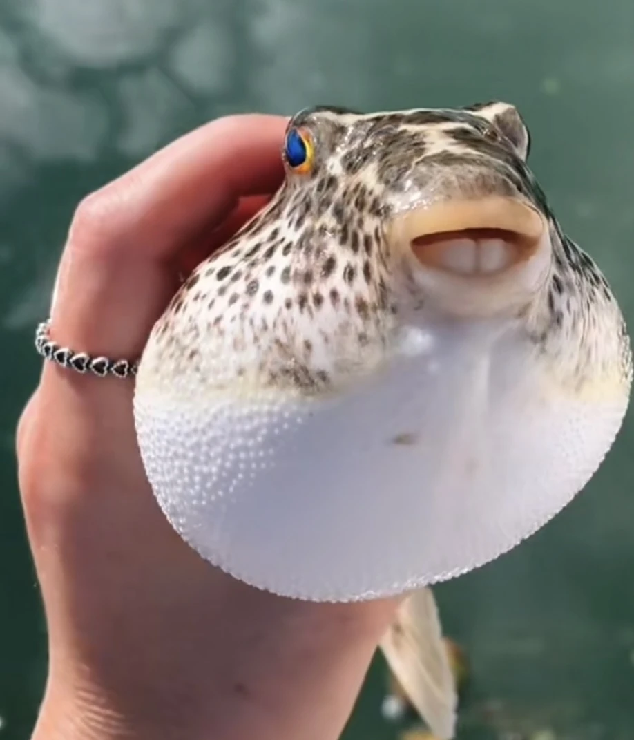 A happy puffer fish is a cute puffer fish | Fandom