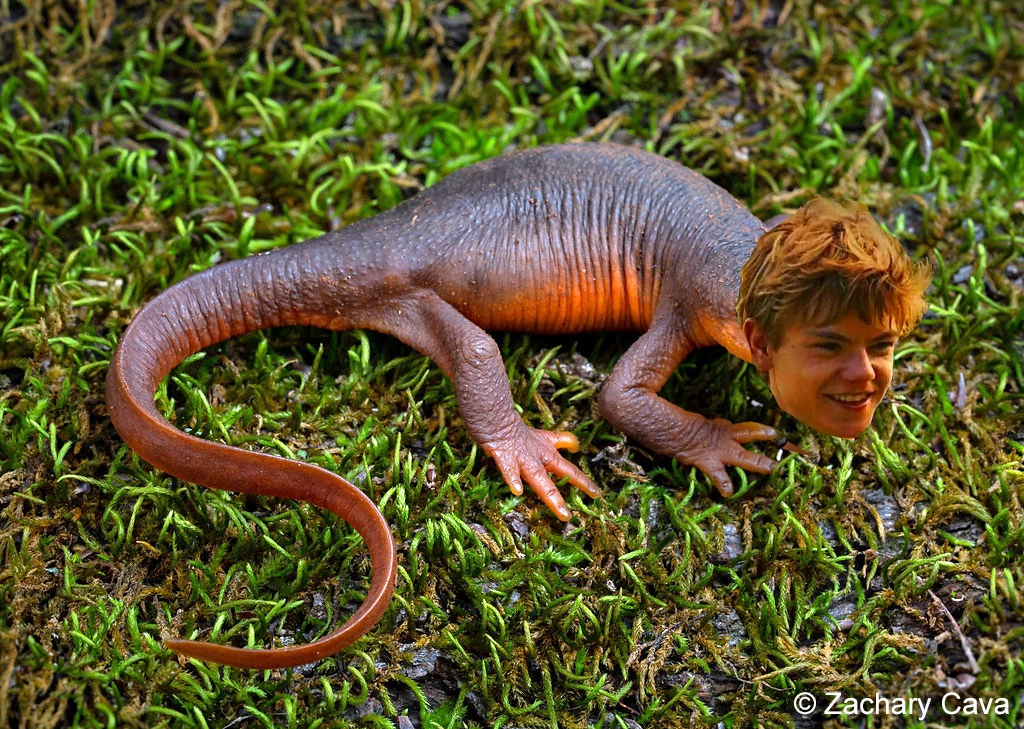 Newt :) | Fandom
