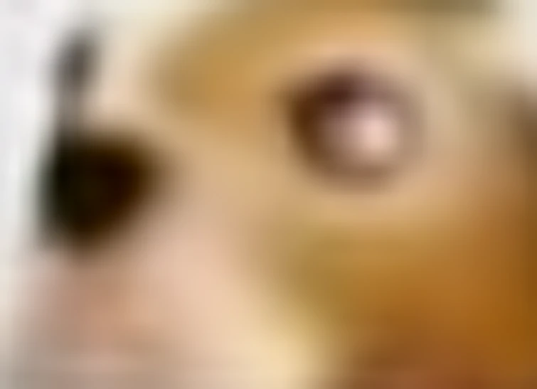 Posibles capturas que vienen de un video perdido del perro chacarron ...