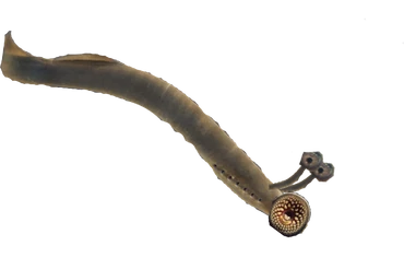 Discuss Everything About Amphibia Wiki | Fandom