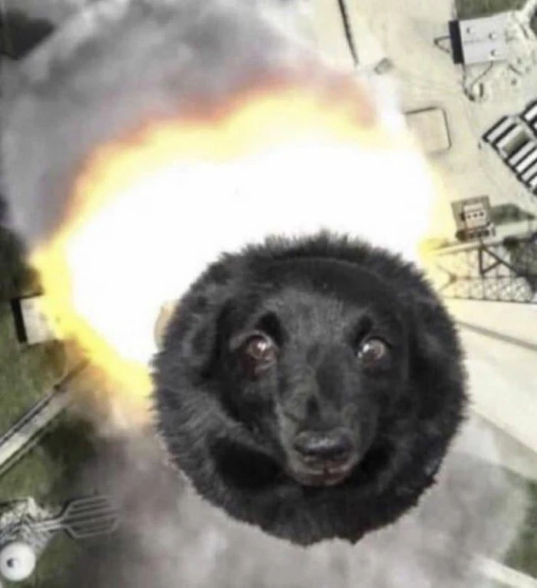 Saturn VI (Dog) | Fandom