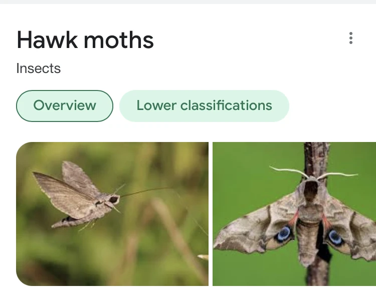 Nani 🤣😂😂😂😂🤣🤣🤣😂😂 | Fandom