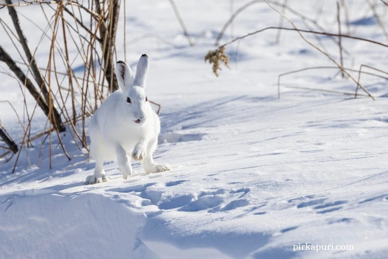 A pet rabbit named Daifuku appears in Wonderful Precure. So let me ...