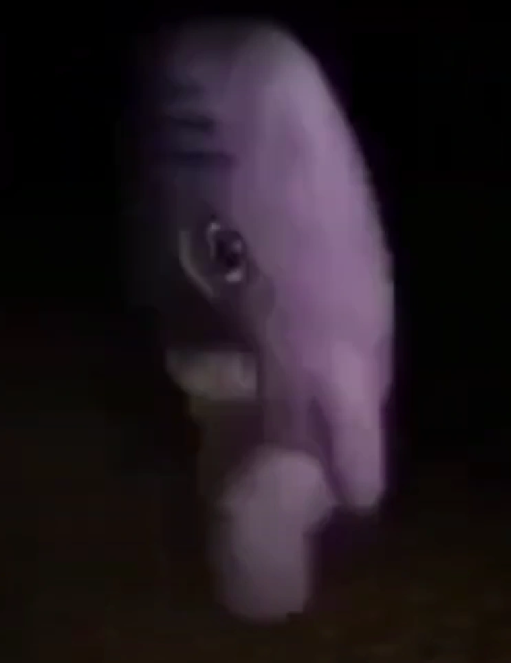 Fuwatti reaction image | Fandom