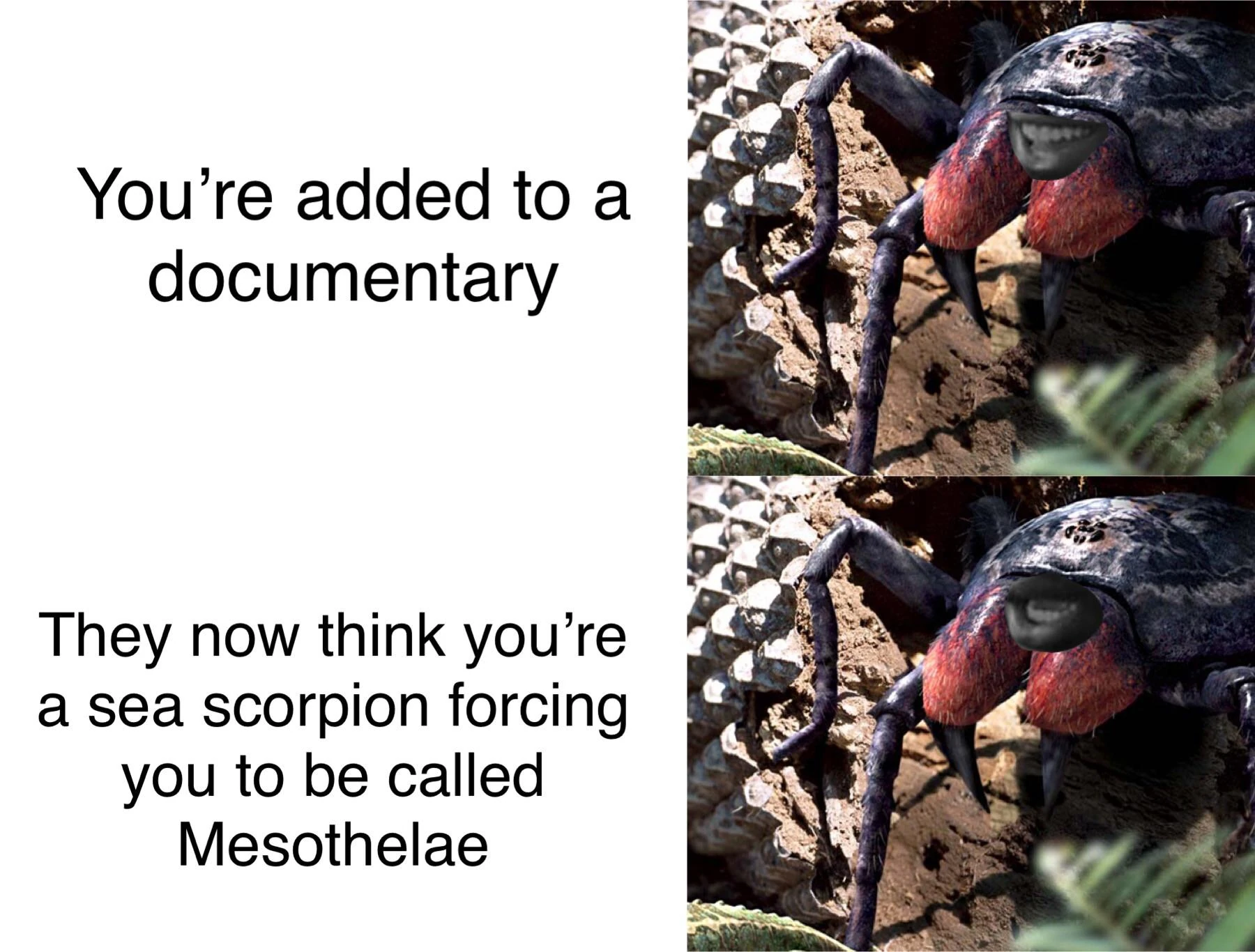 Walking with MEMEsters | Fandom