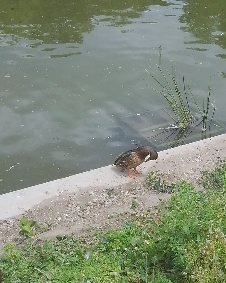 DUCKS!-🦆💚⭐ | Fandom