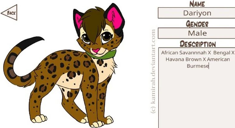 I Wanted to Become a Savannah X Bengal x Havana Brown x American ...