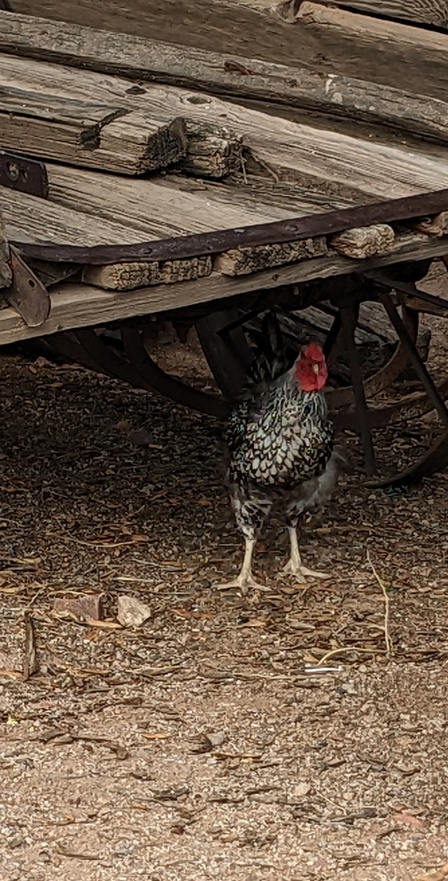 That's a whole ass chicken | Fandom