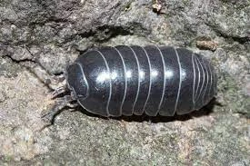 isopods | Fandom