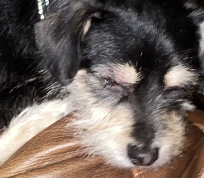 Sad, sad days | Fandom