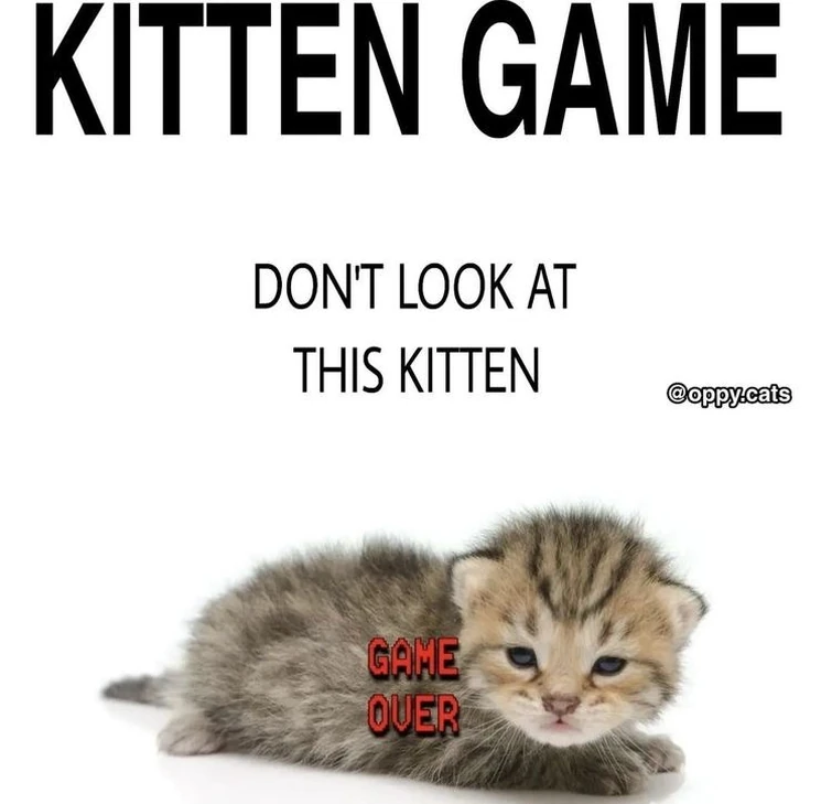 I like cats | Fandom