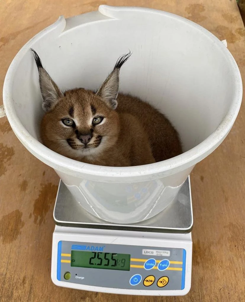 2.555kg floppa | Fandom