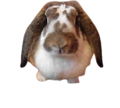 4 HOURS TO NEXT WEEKLY BOB | Fandom