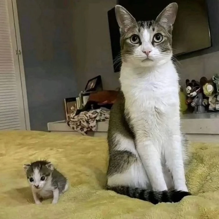 cat jumpscare | Fandom