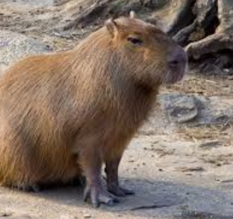 This wiki kinda boring | Fandom