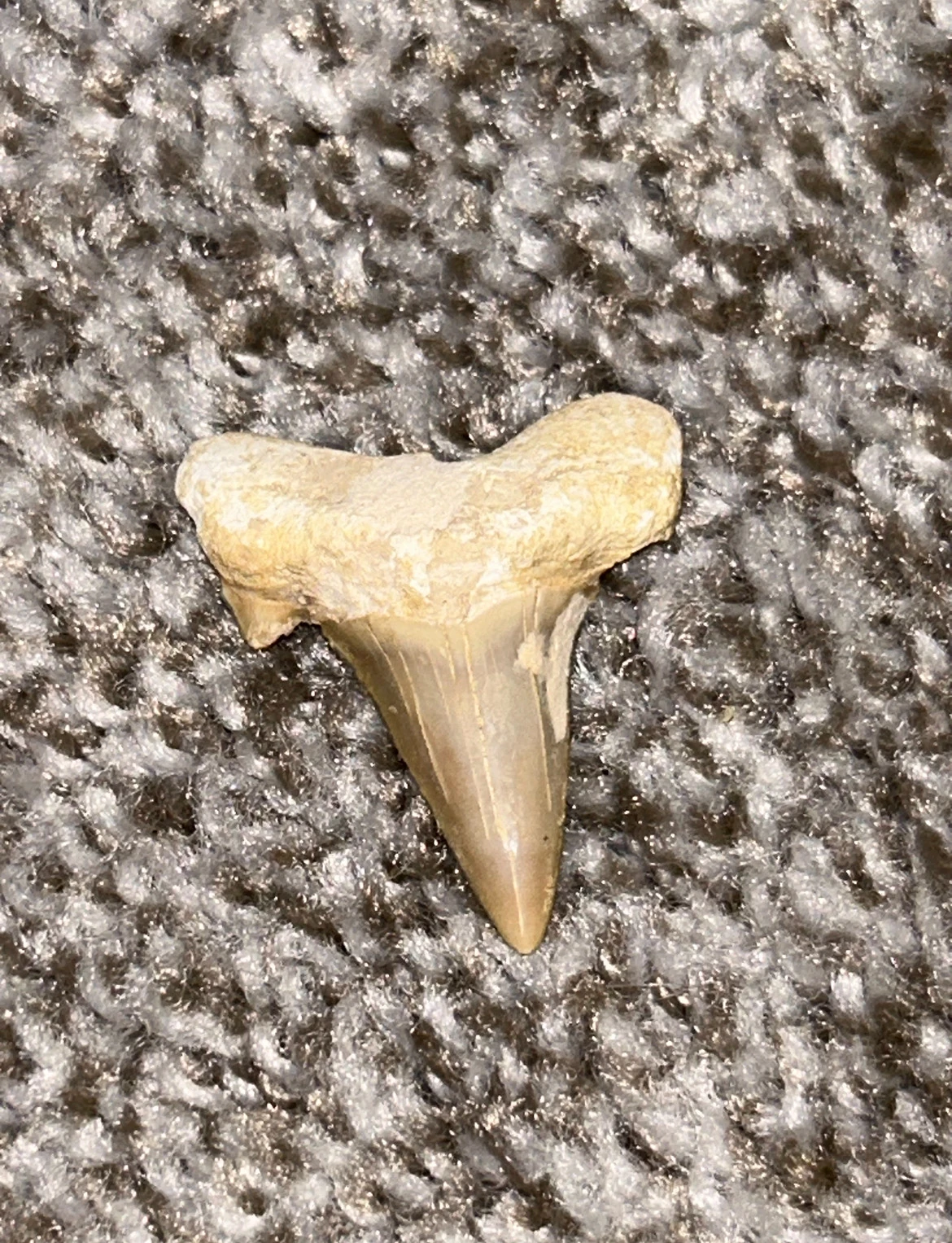 Could y'all help ID this shark tooth? | Fandom