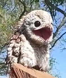Potoo | Fandom