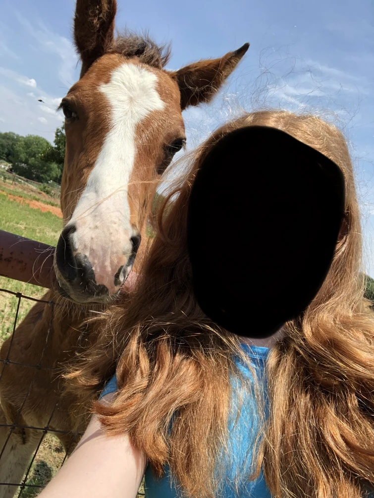 Cute horsey pictures?? :3 | Fandom