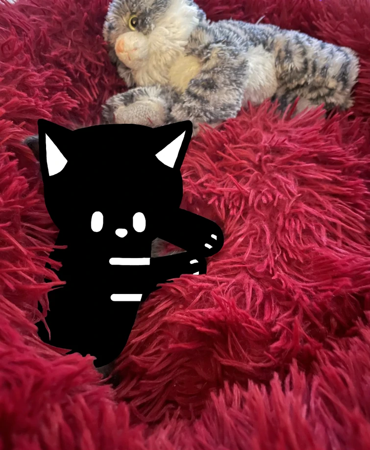 Kitten Umbra (Cat TIOs legless baby 💖) | Fandom