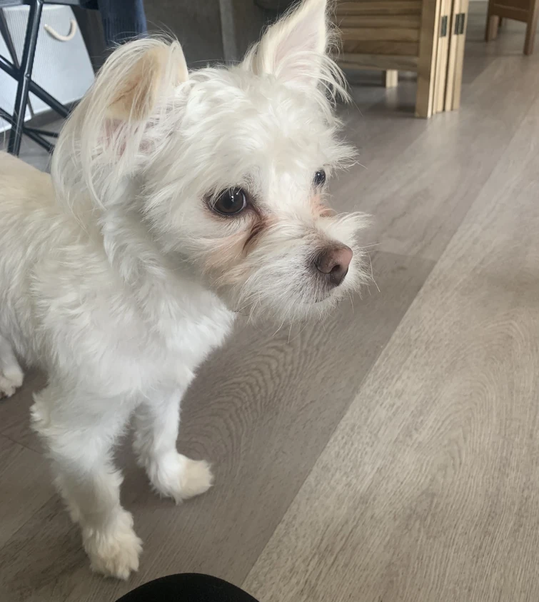 People have been posting their dogs here today so um | Fandom