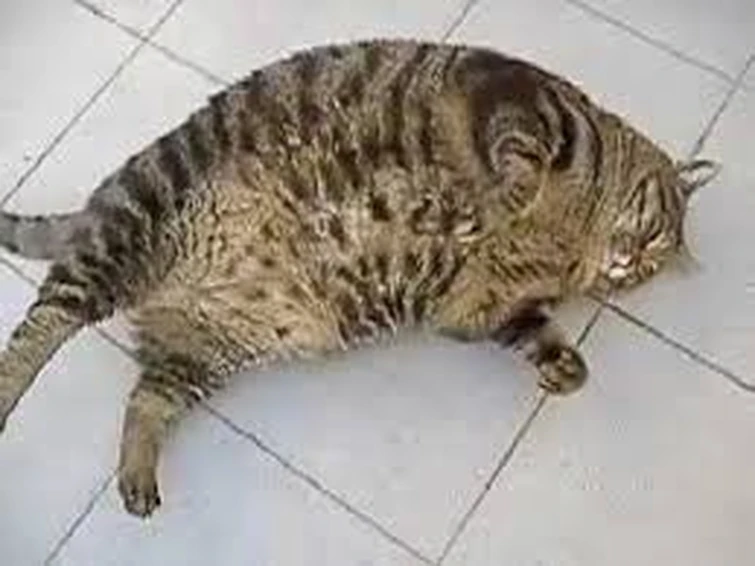 Chonky cats 2 | Fandom