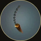 Hobbe Tooth | The Fable Wiki | Fandom