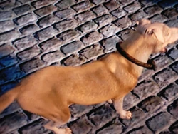 Fable 2 Good Dog