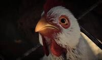 Chicken | The Fable Wiki | Fandom