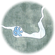 Darkwood Marshes | The Fable Wiki | Fandom