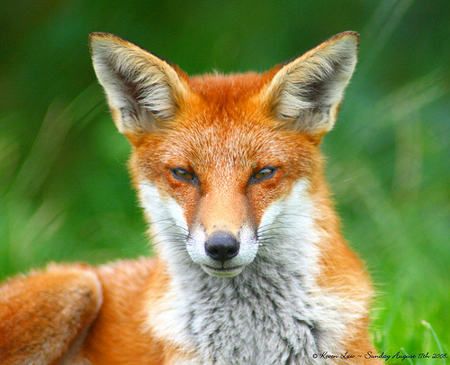 The bad fox | Fables Wiki | Fandom The bad fox | Fables Wiki | Fandom
