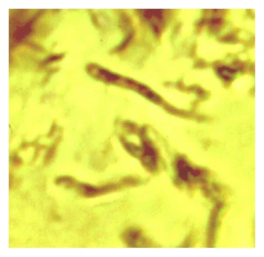 Discuss Everything About Prehistoria Fandom | Fandom