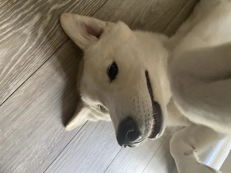 My irl pets | Fandom