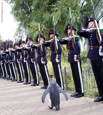 Czar Pinguin | Facebook Nations Wiki | Fandom