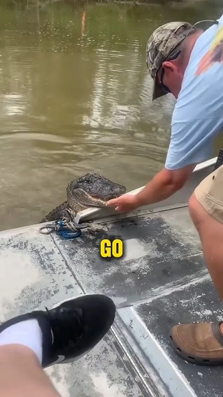 Dude just slapped a Gator | Fandom