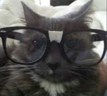 random cat temporary pfp | Fandom