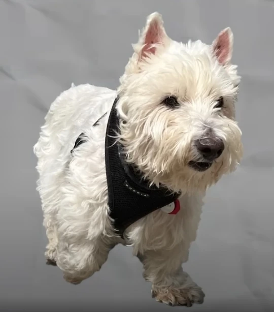 AI Kinn | Failboat Wiki | Fandom