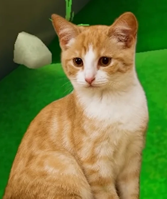 Discuss Everything About Failboat Wiki | Fandom