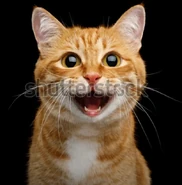 Cat (AI) | Failboat Wiki | Fandom