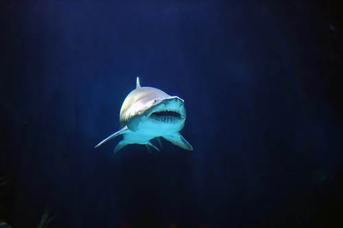 Uh Oh! Shark! | Fairly Odd Fanon Wiki | Fandom