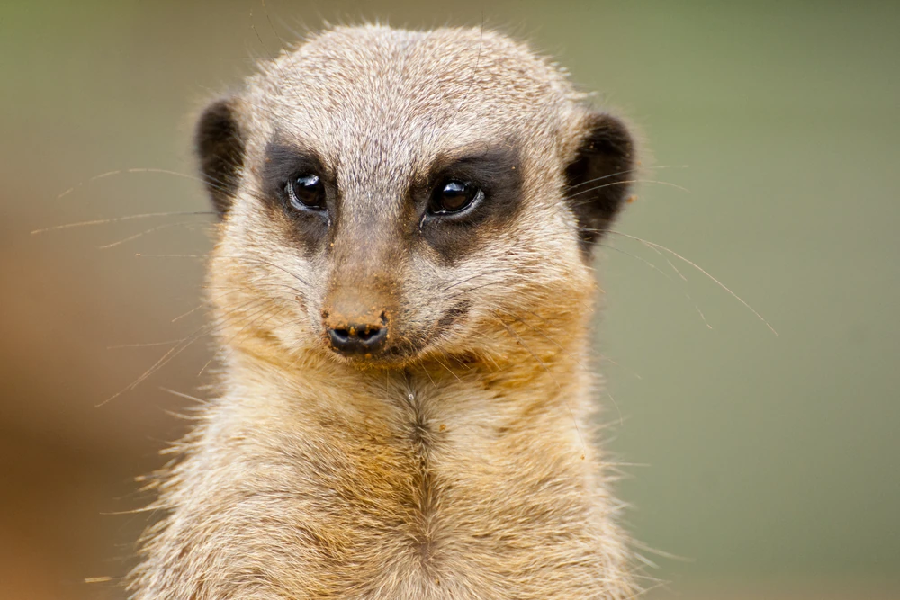 Gef The Talking Mongoose | Fair Point Podcast Wikia | Fandom