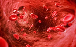 Saga de la Orden | Wiki Fairy Tail Fanon | Fandom